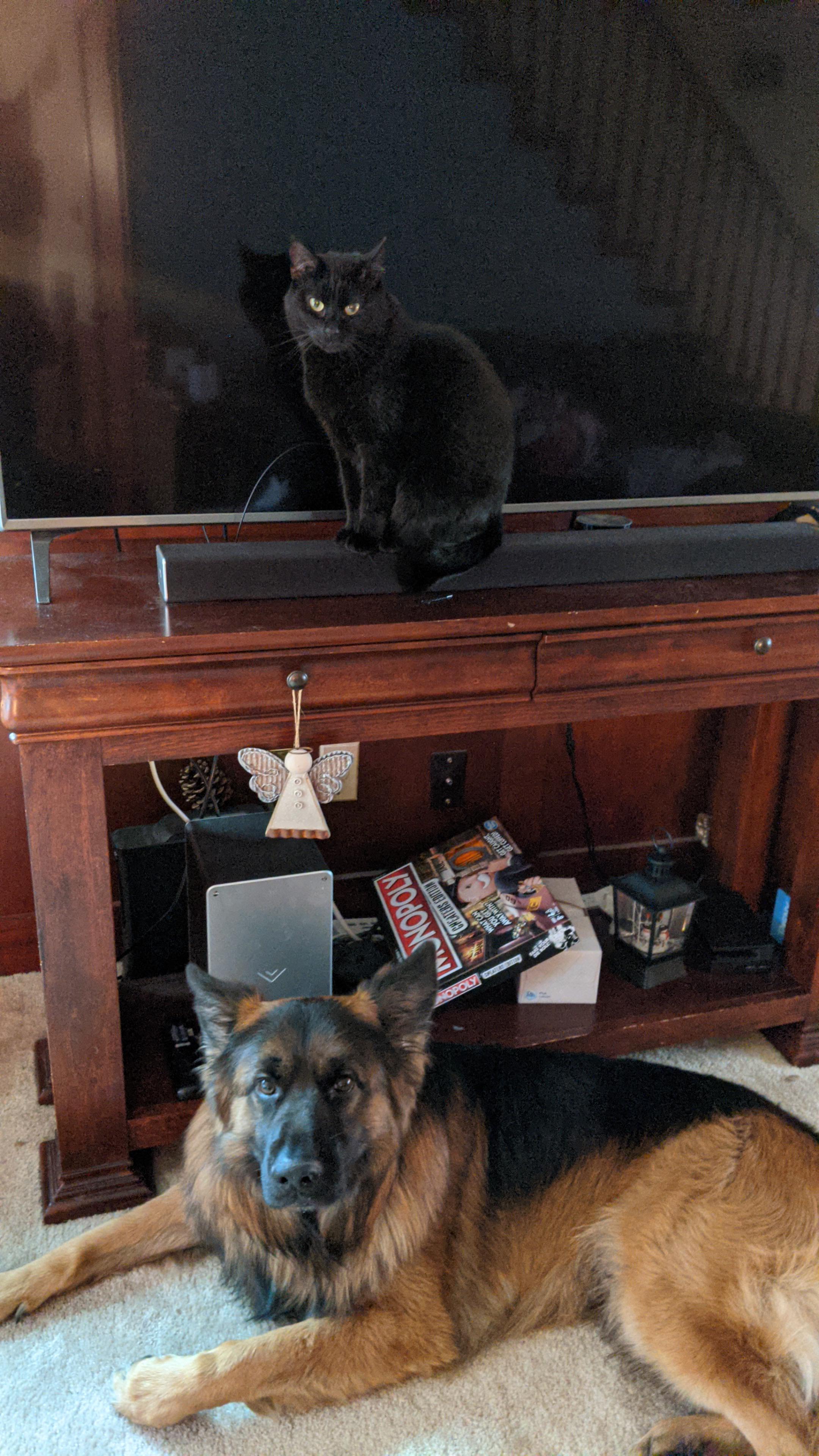 Asserting dominance 101 | Scrolller