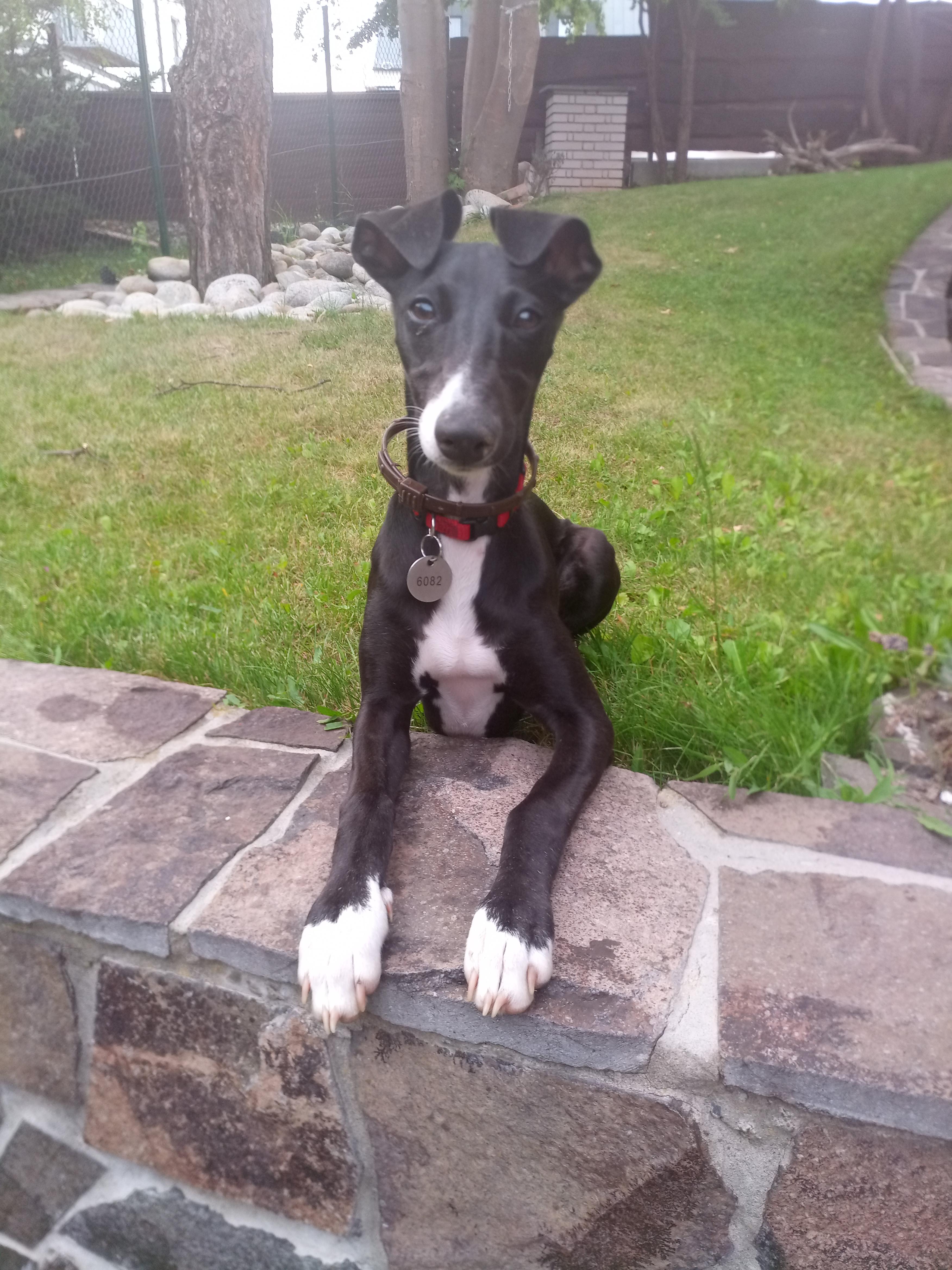 At attention | Scrolller