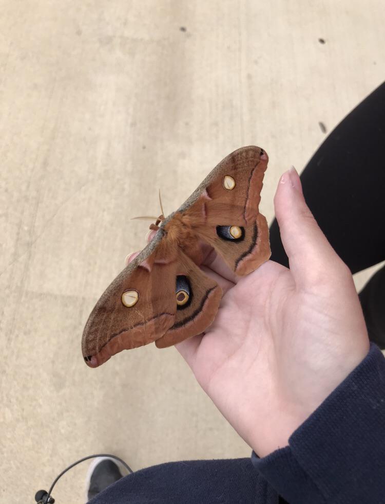 Atlas moth! | Scrolller