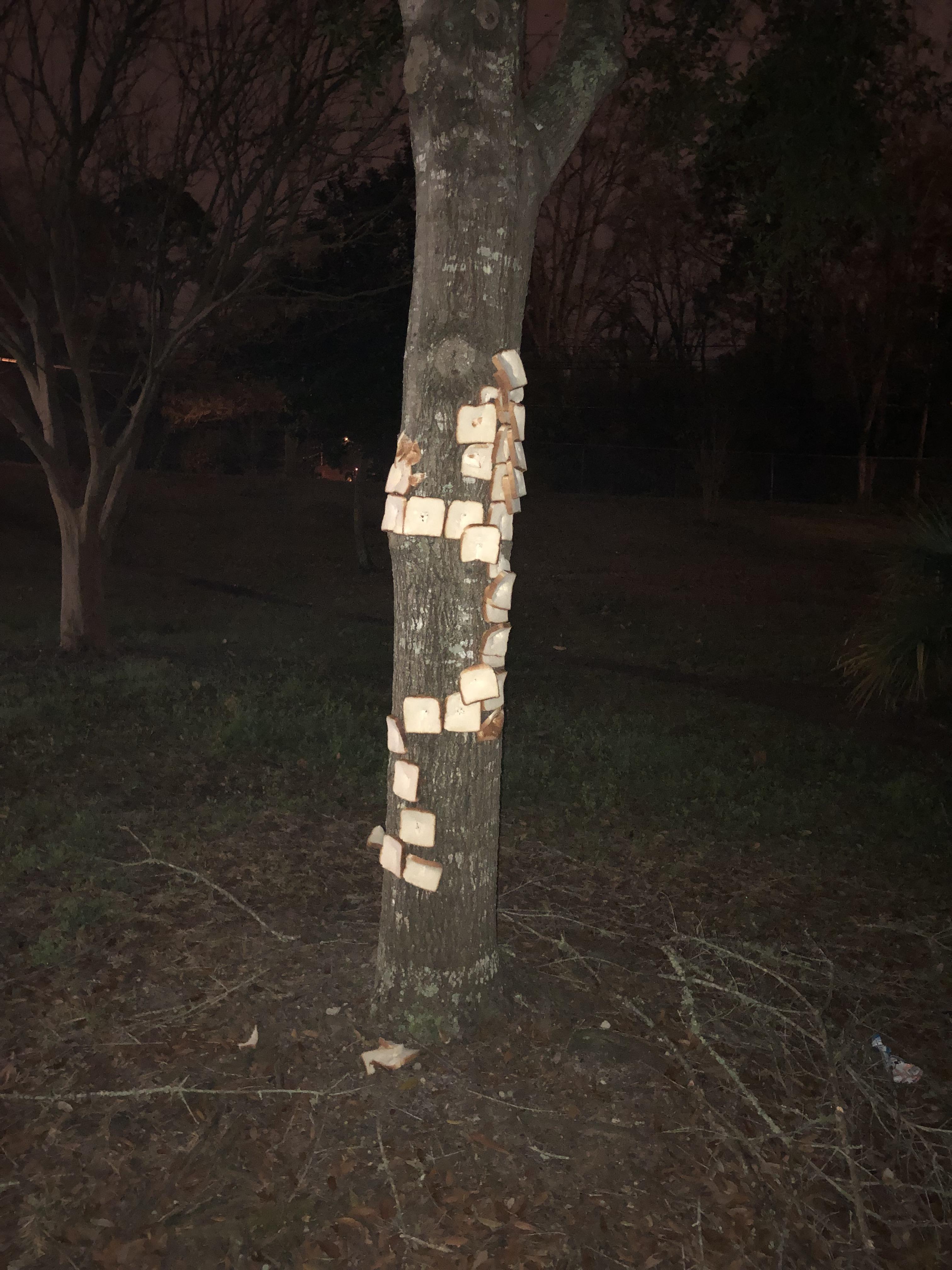 Atomic bomb leaves horrifying shadow on tree | Scrolller
