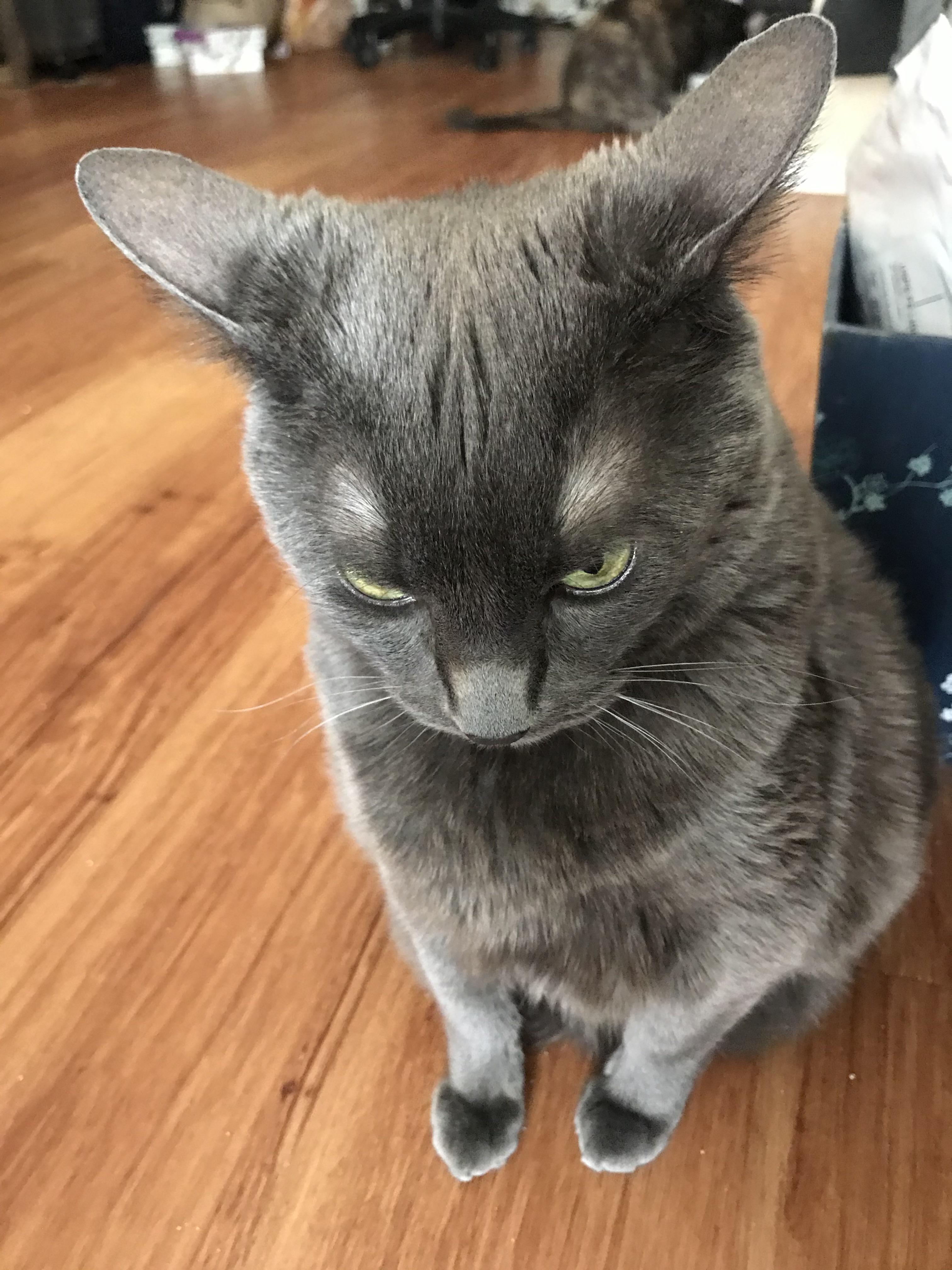 Attack Cat Jet | Scrolller