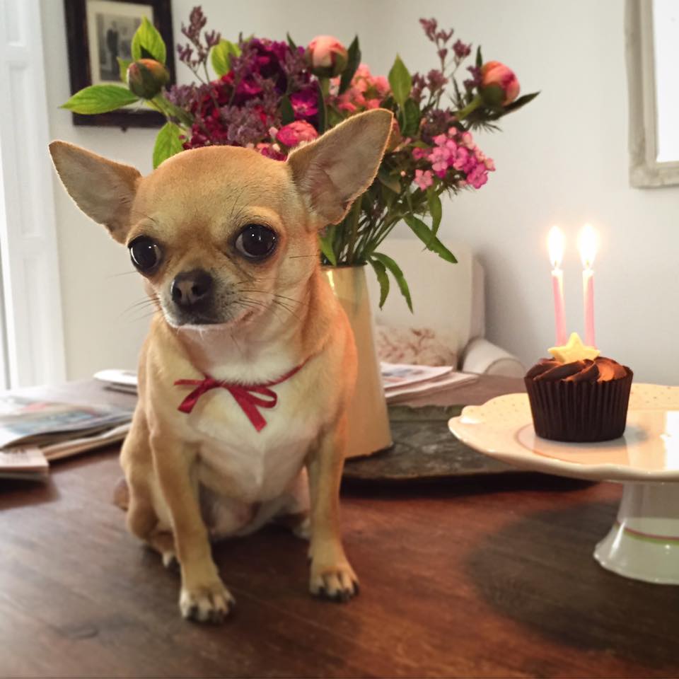 Audrey looking handsome with her bow | Scrolller