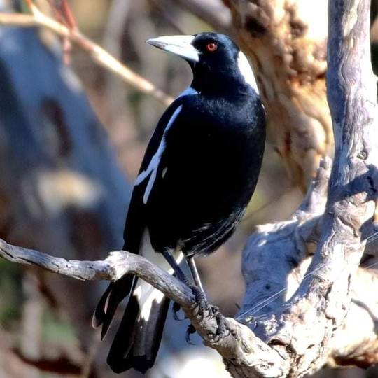 🔥 Australian Magpie (Photo credit to Kellie Underwood) | Scrolller