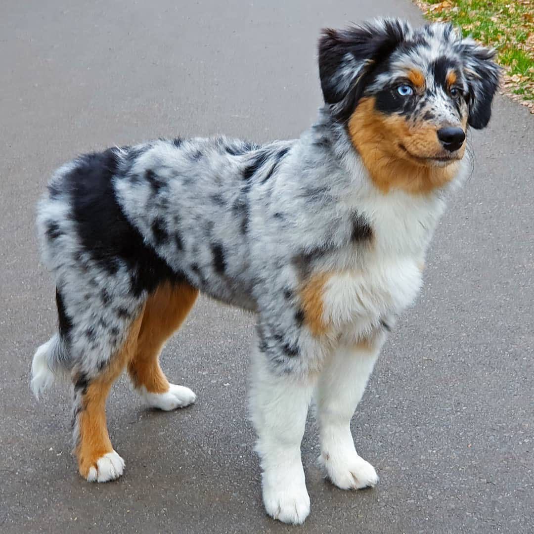 Australian shepherds are gorgeous, and Maya is no exception. | Scrolller