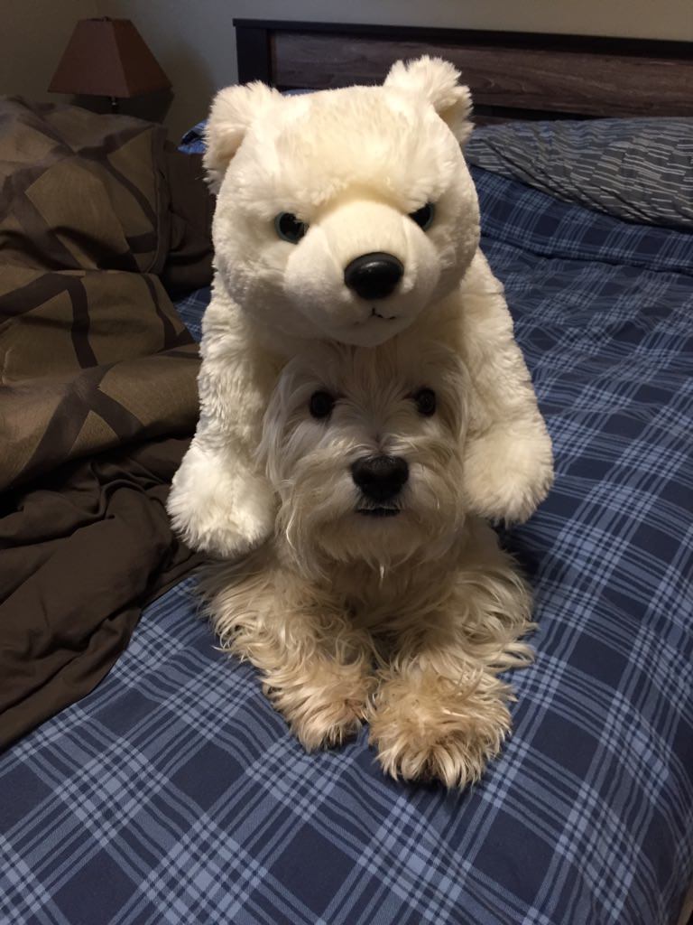 Authentic Westie headdress | Scrolller