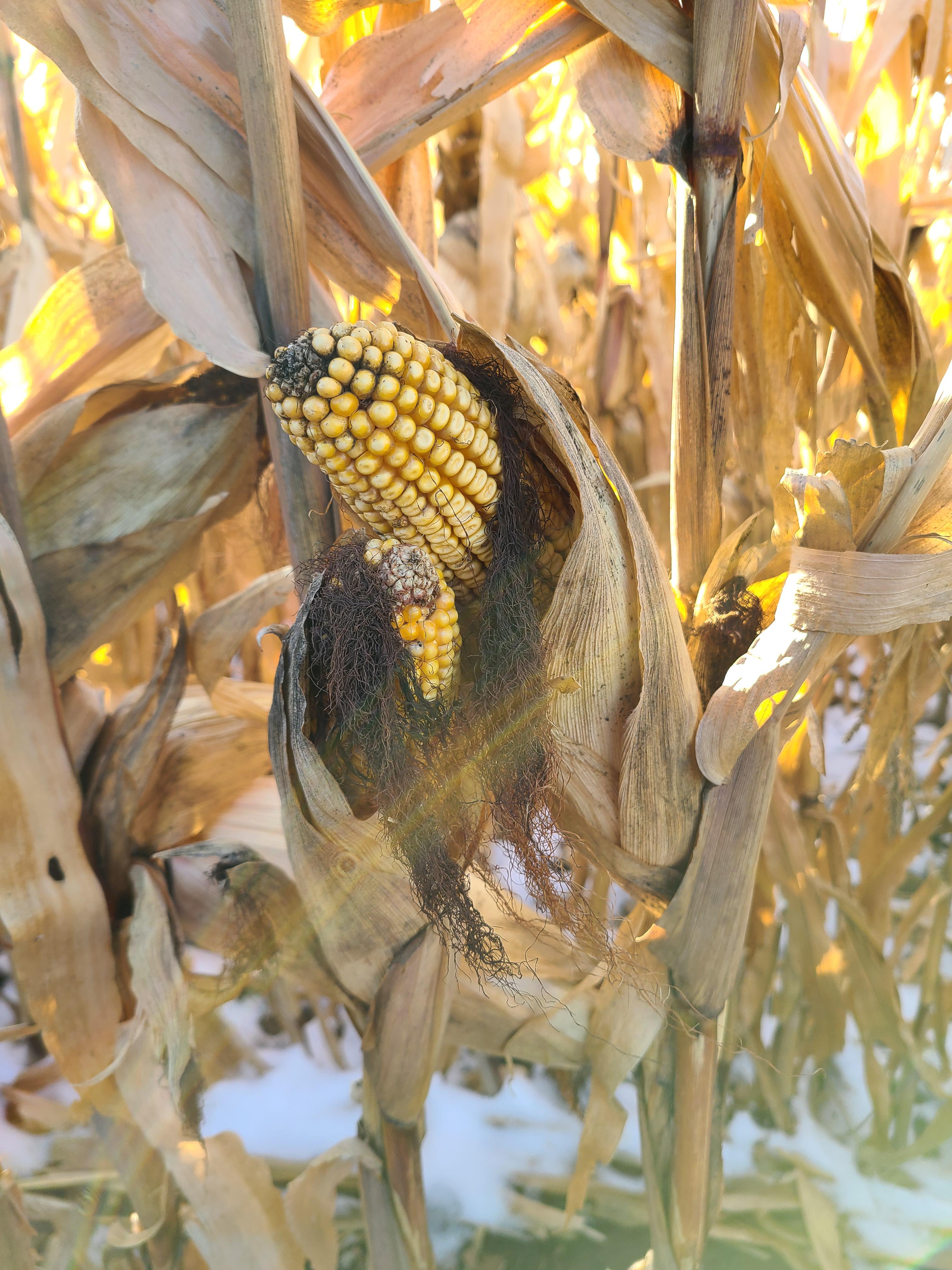 Autumn corn, Corning, Minnesota [OC] | Scrolller
