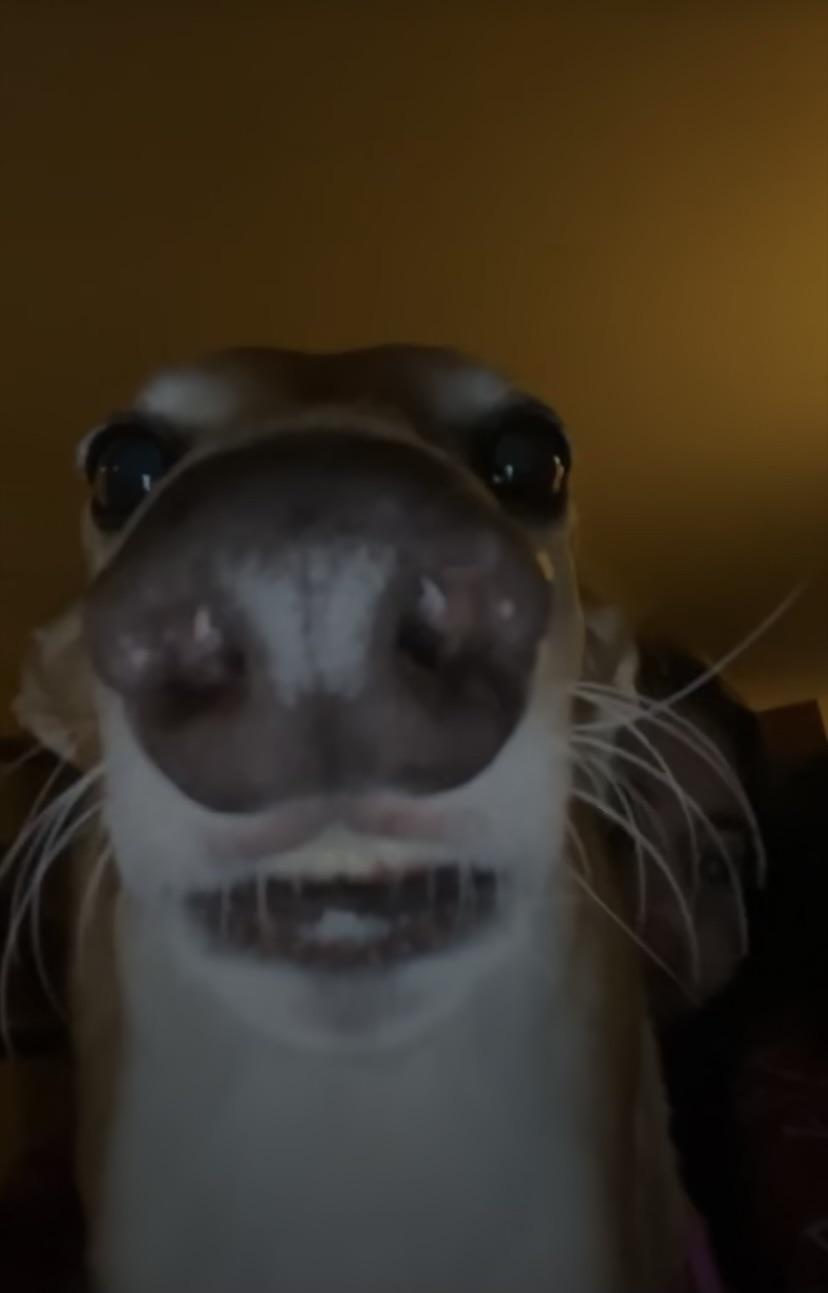 Aww 😂😂 | Scrolller