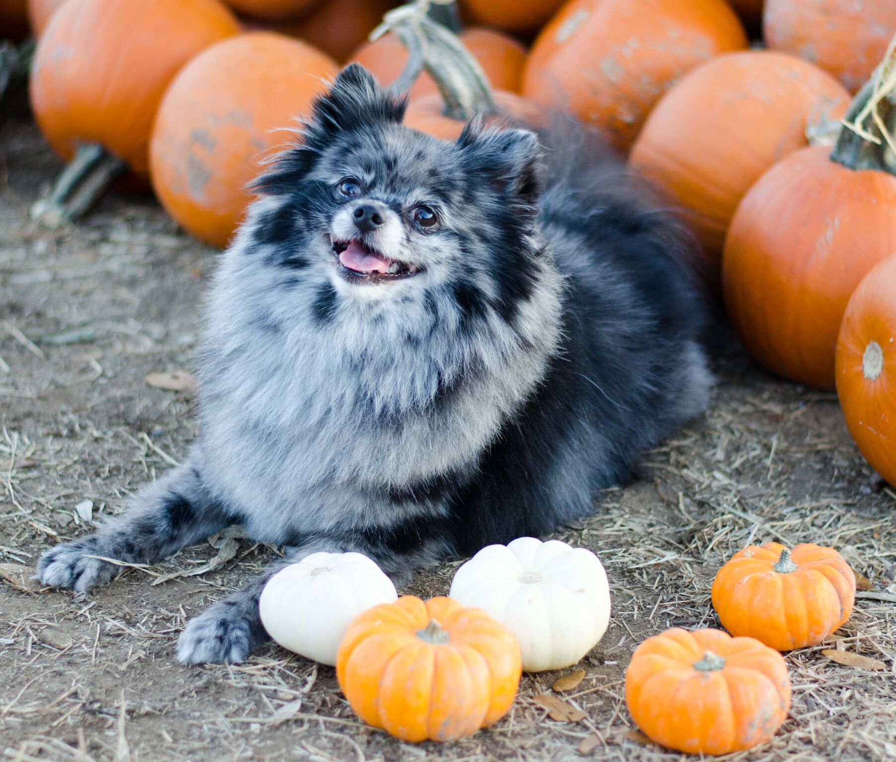 Azzy, my handsome boy, ready for Autumn. | Scrolller