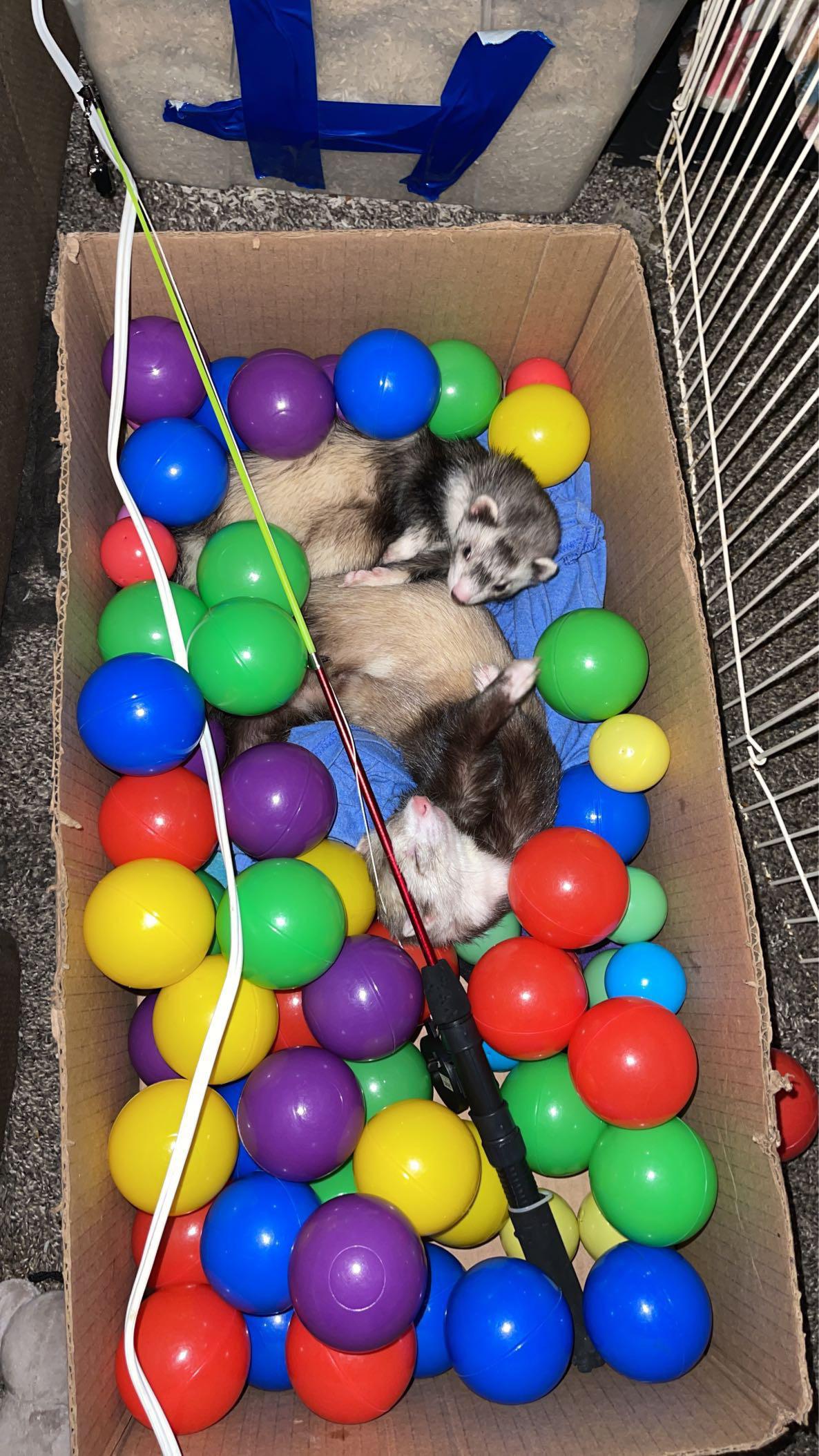 Babies asleep in the ball pit 😂 | Scrolller