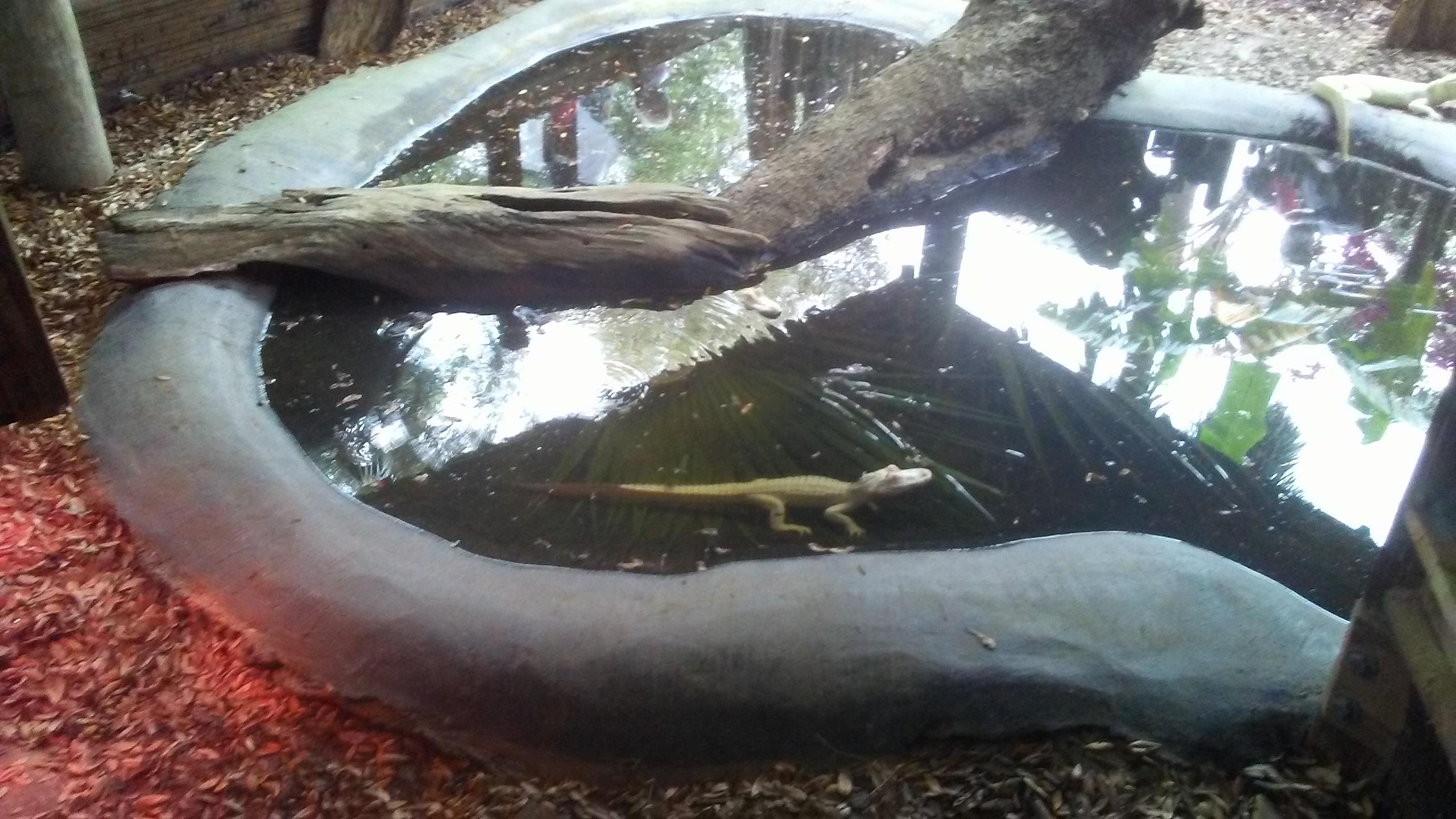 baby albino gator! | Scrolller