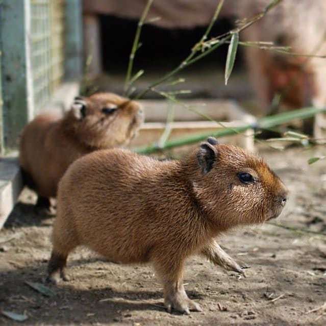 Baby capybara! | Scrolller