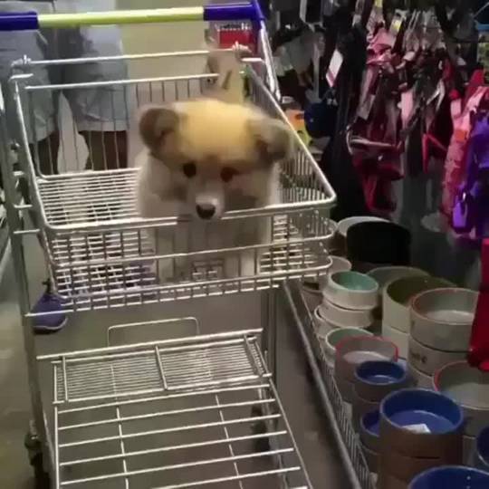 Corgi puppy in a shopping cart | Scrolller