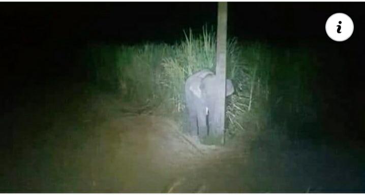 Baby Elephant Tries To Hides Behind The Light Pole After Spotted Eating Sugercane | Scrolller