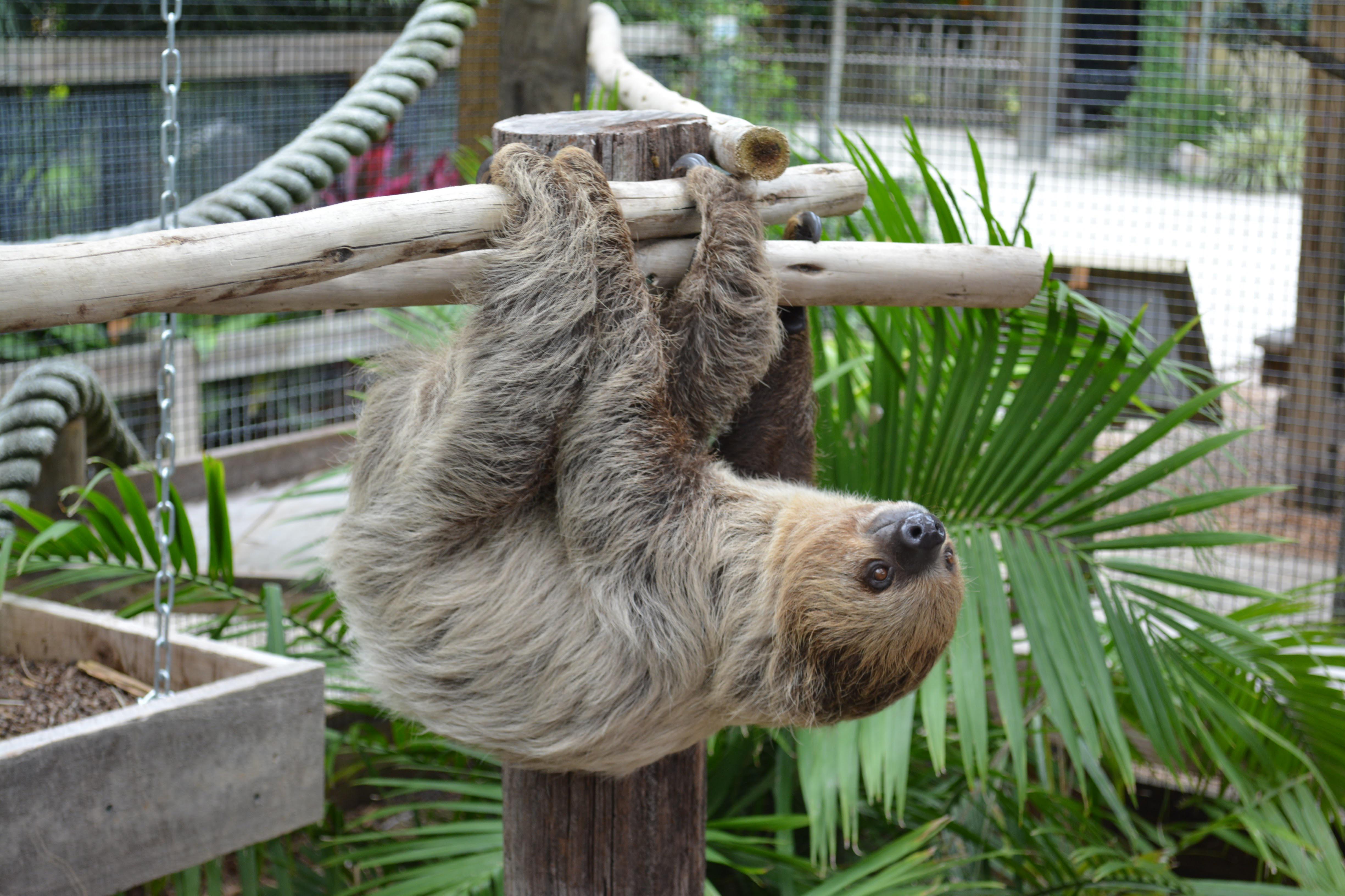 Baby George at our sloth encounter at Wild Florida | Scrolller