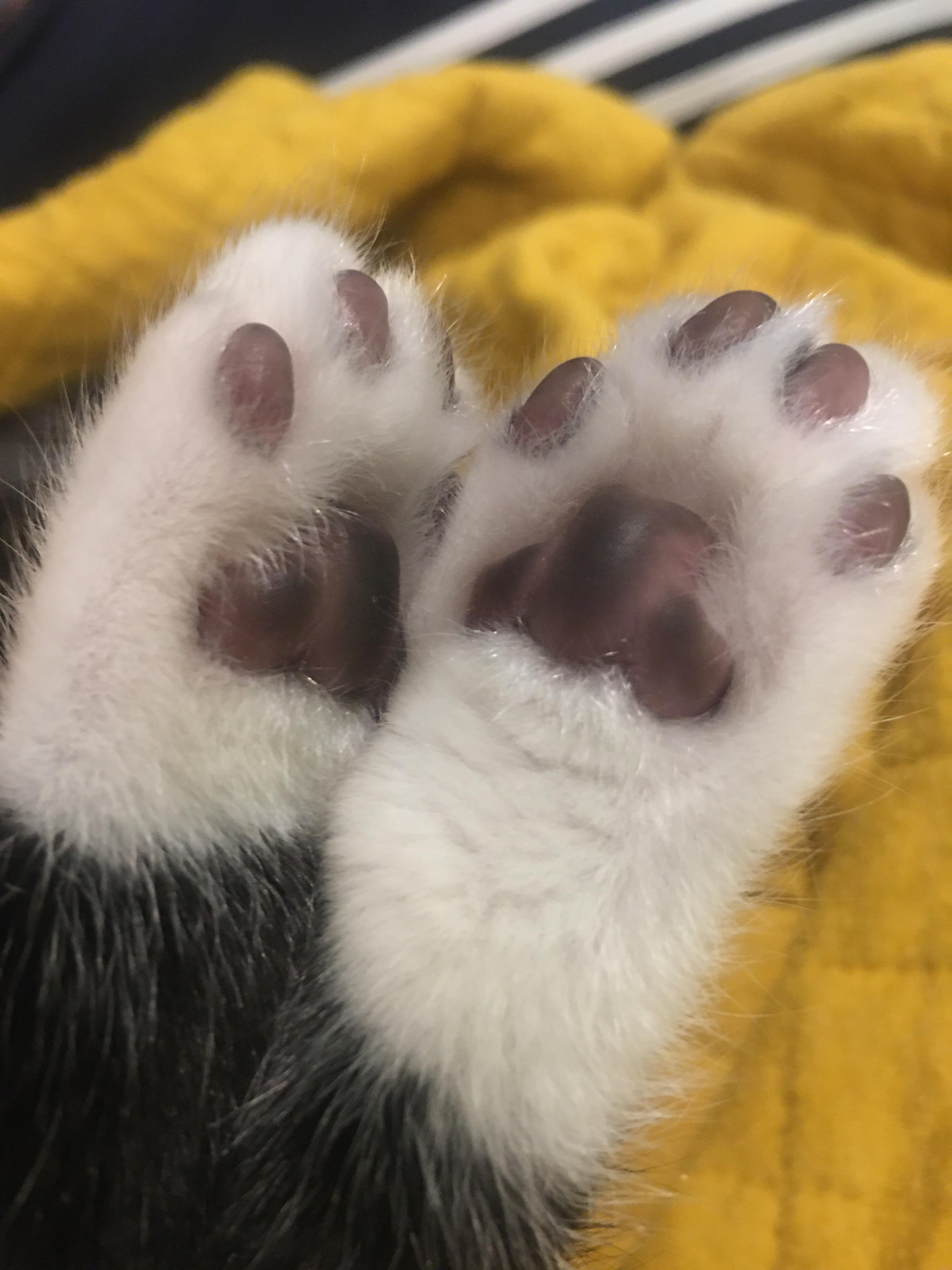 Baby Gish’s blackberry beans | Scrolller