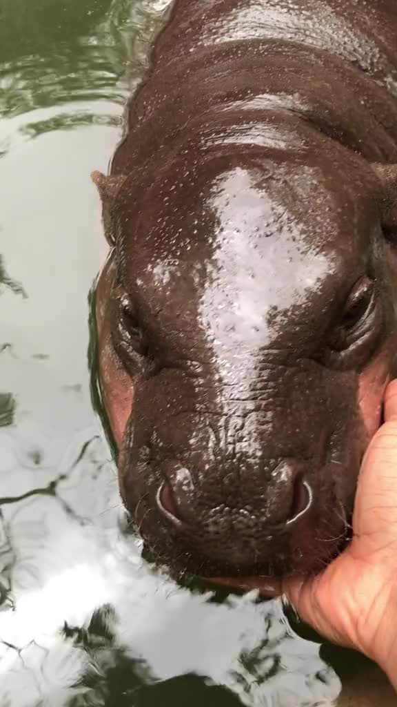 Baby hippo ️ | Scrolller
