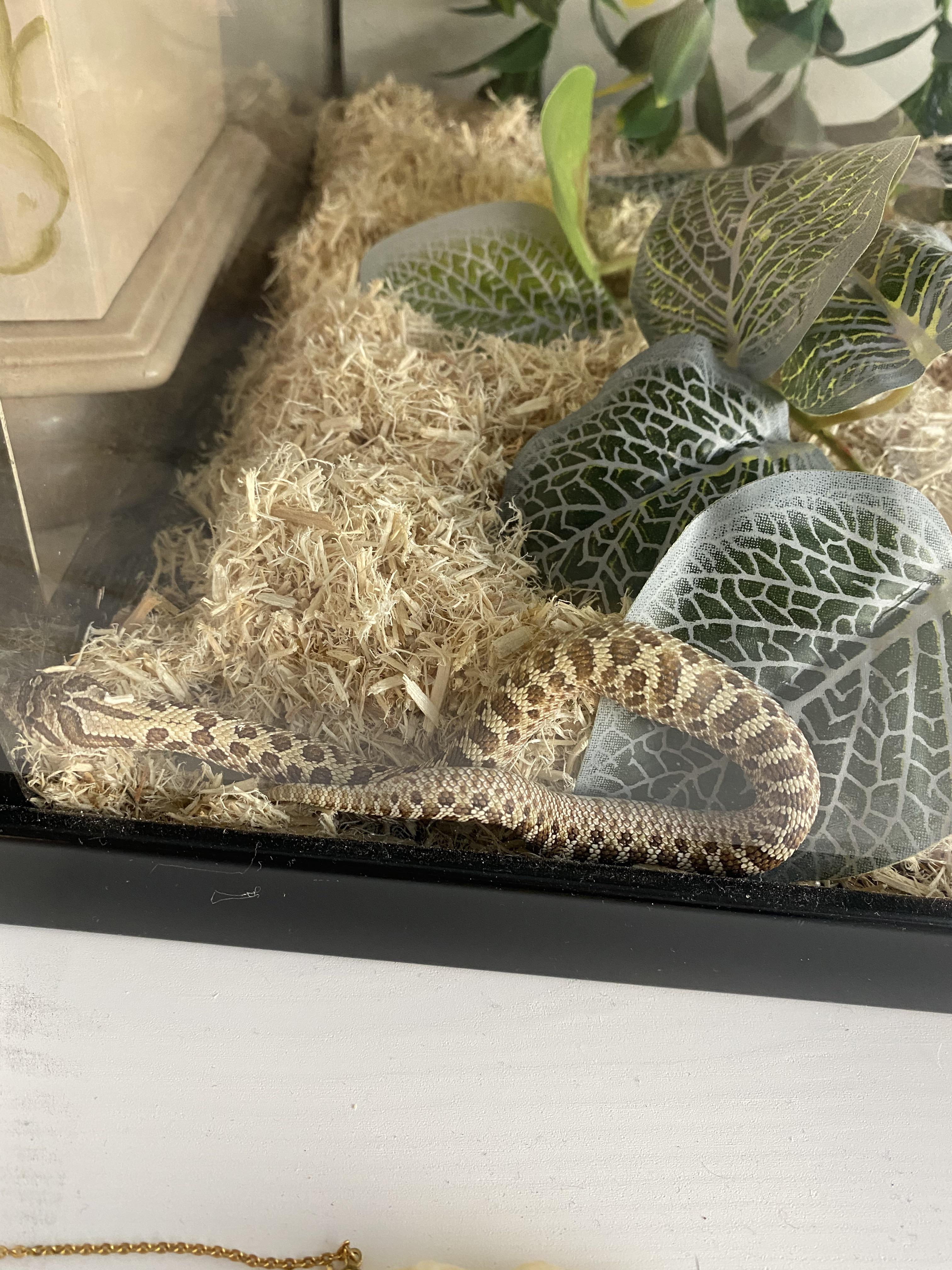 Baby hognose meal too big? | Scrolller