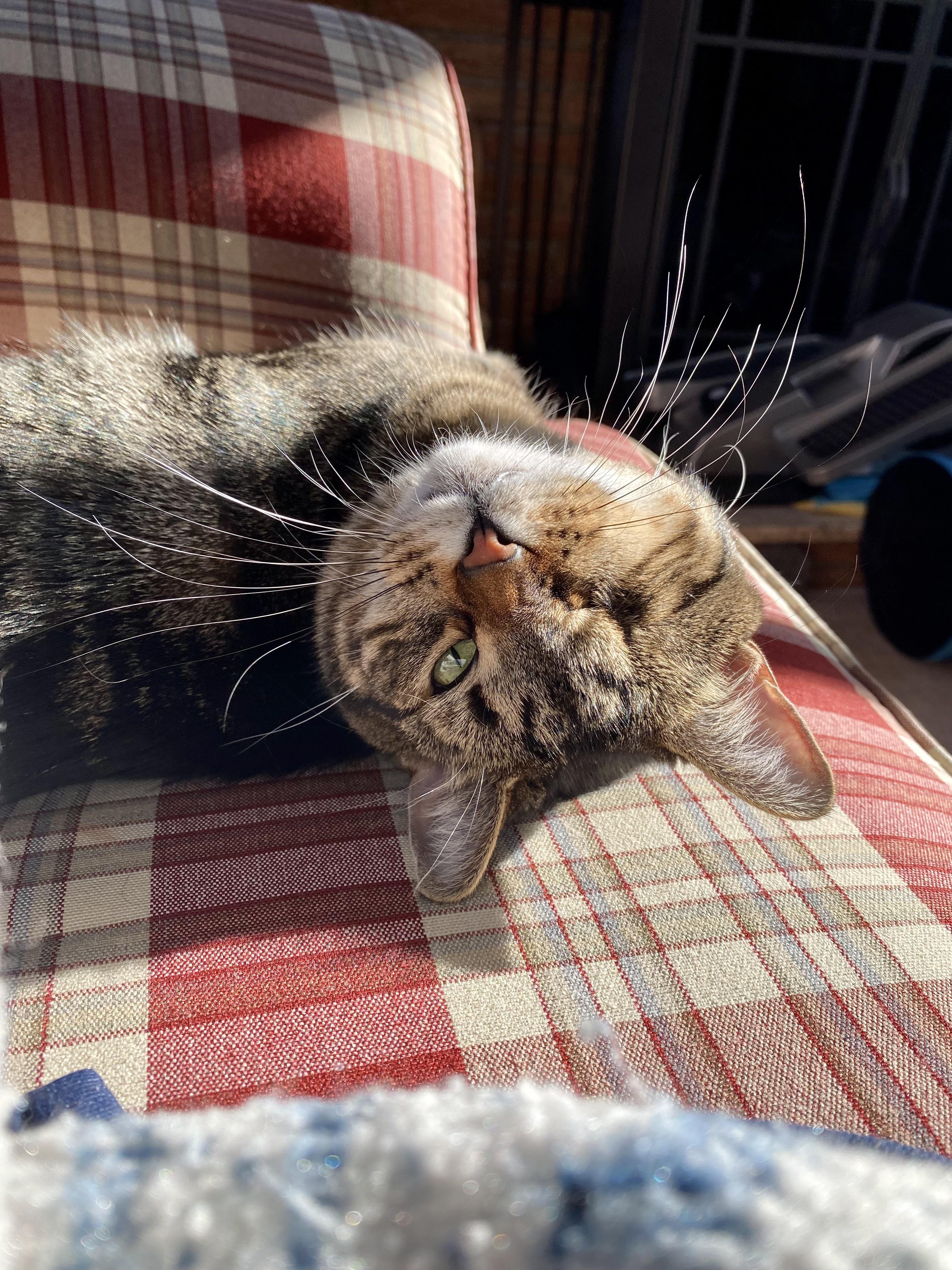 Baby Jack catching some rays | Scrolller