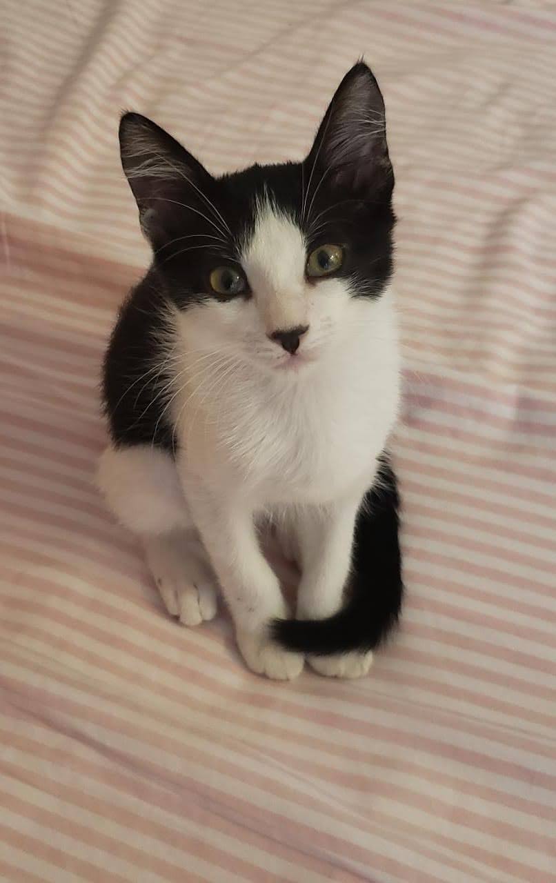 Baby kitler :3 | Scrolller