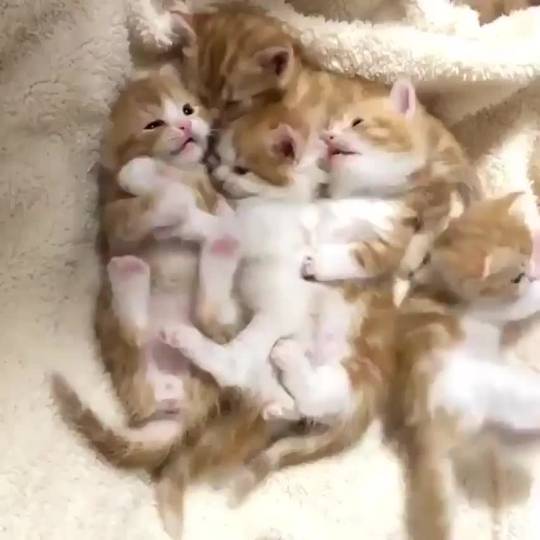Take a Kitten Break.. | Scrolller