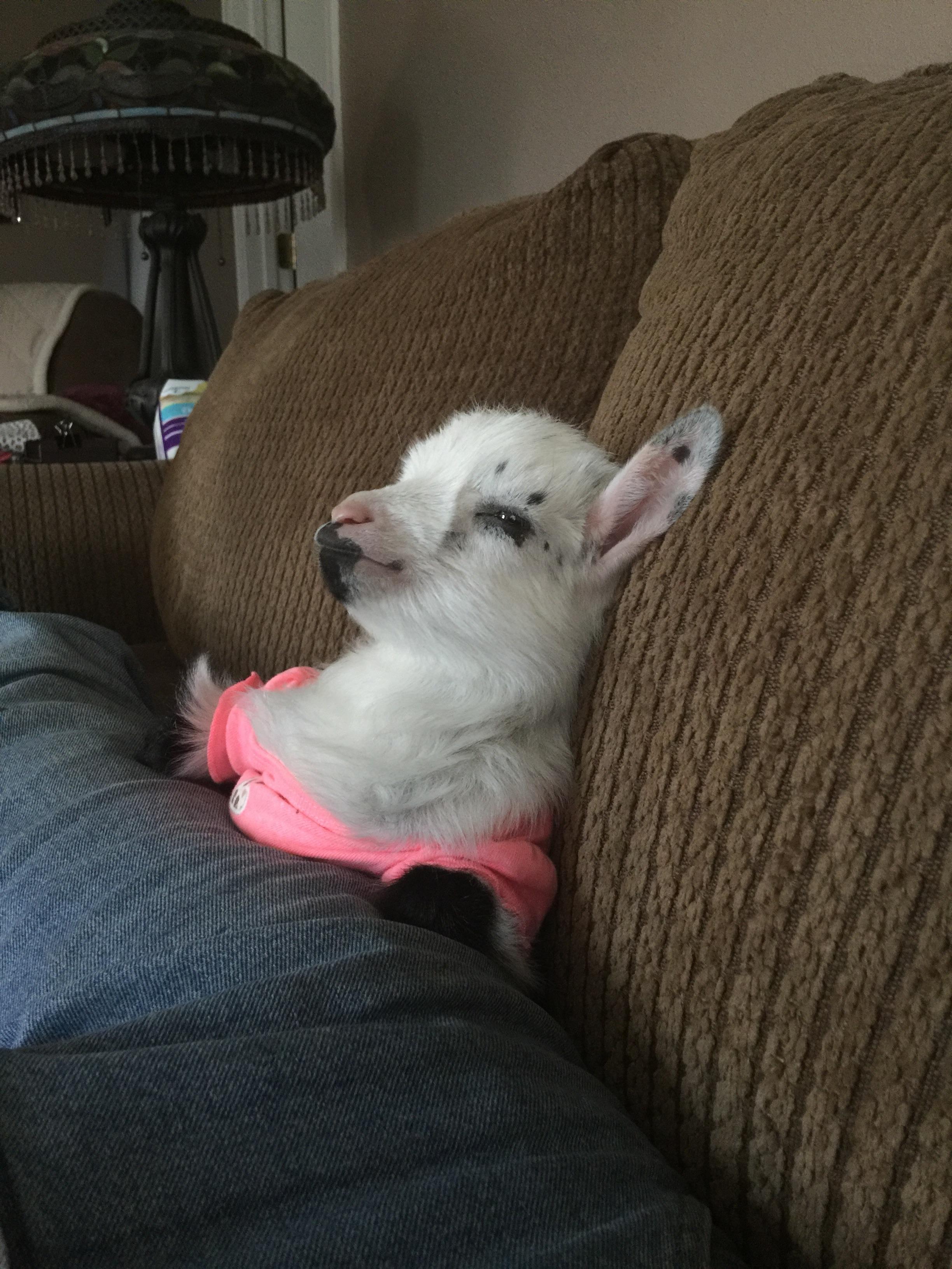 Baby Lily in a massive state of milk coma. | Scrolller