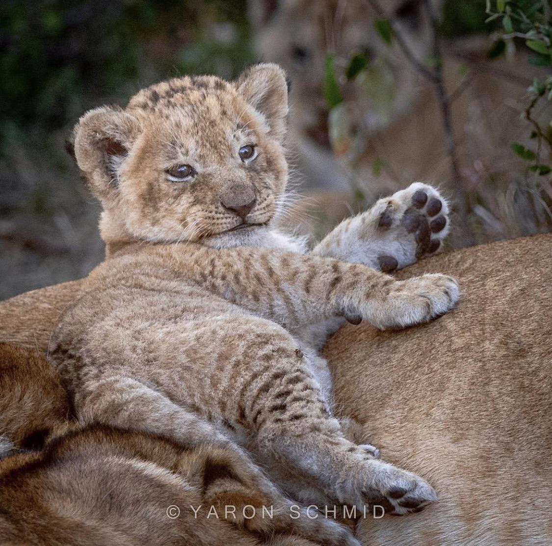 Baby Lion Beans | Scrolller
