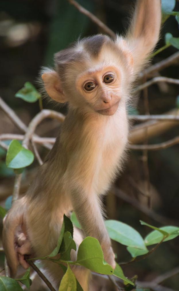 Baby monkey | Scrolller
