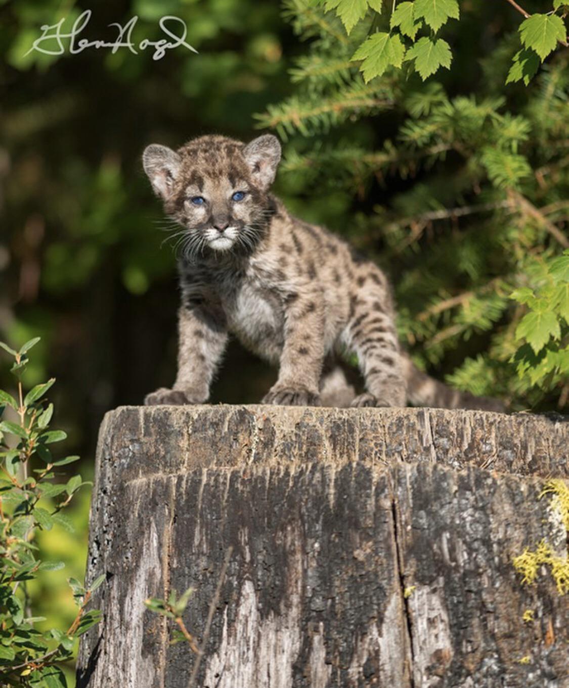 Baby Mountain Lion | Scrolller
