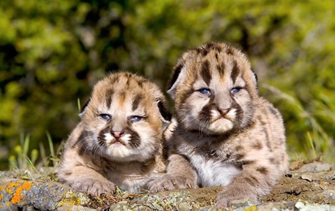 Baby Mountain Lions | Scrolller