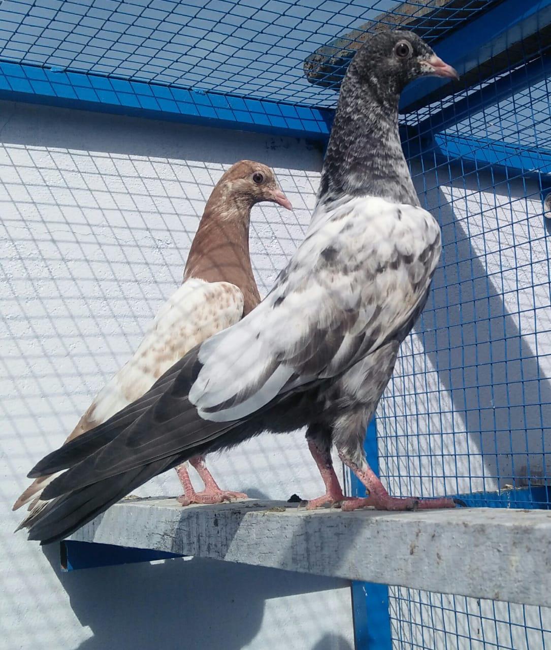 Baby pigeons, two different breeds. | Scrolller