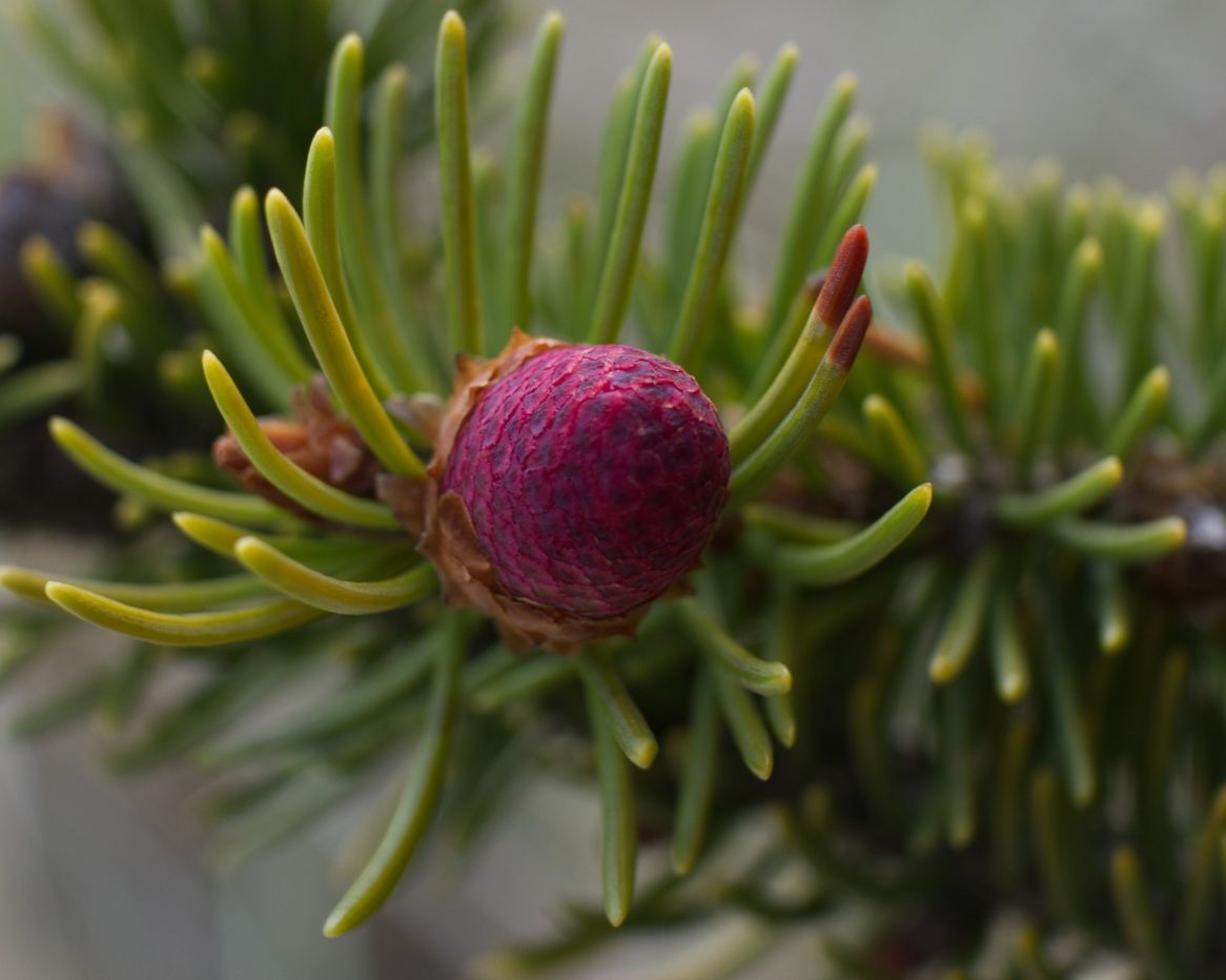 Baby pine cone. Sagautuck Dunes State Park Michigan. Fibo asf! | Scrolller
