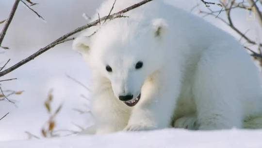 Baby polar bear chewing on branches | Scrolller