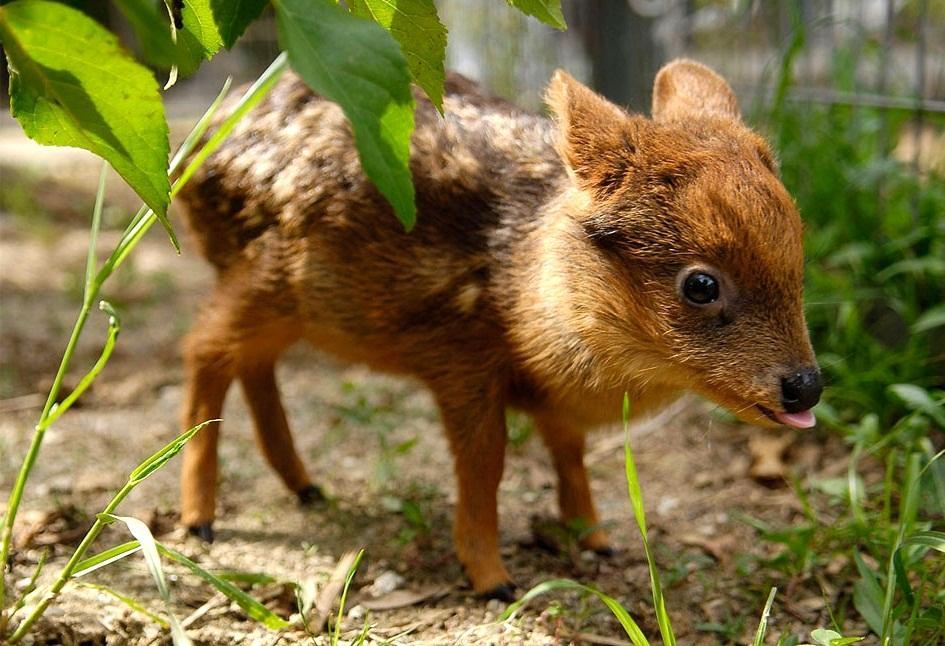 Baby pudu deer mlem | Scrolller