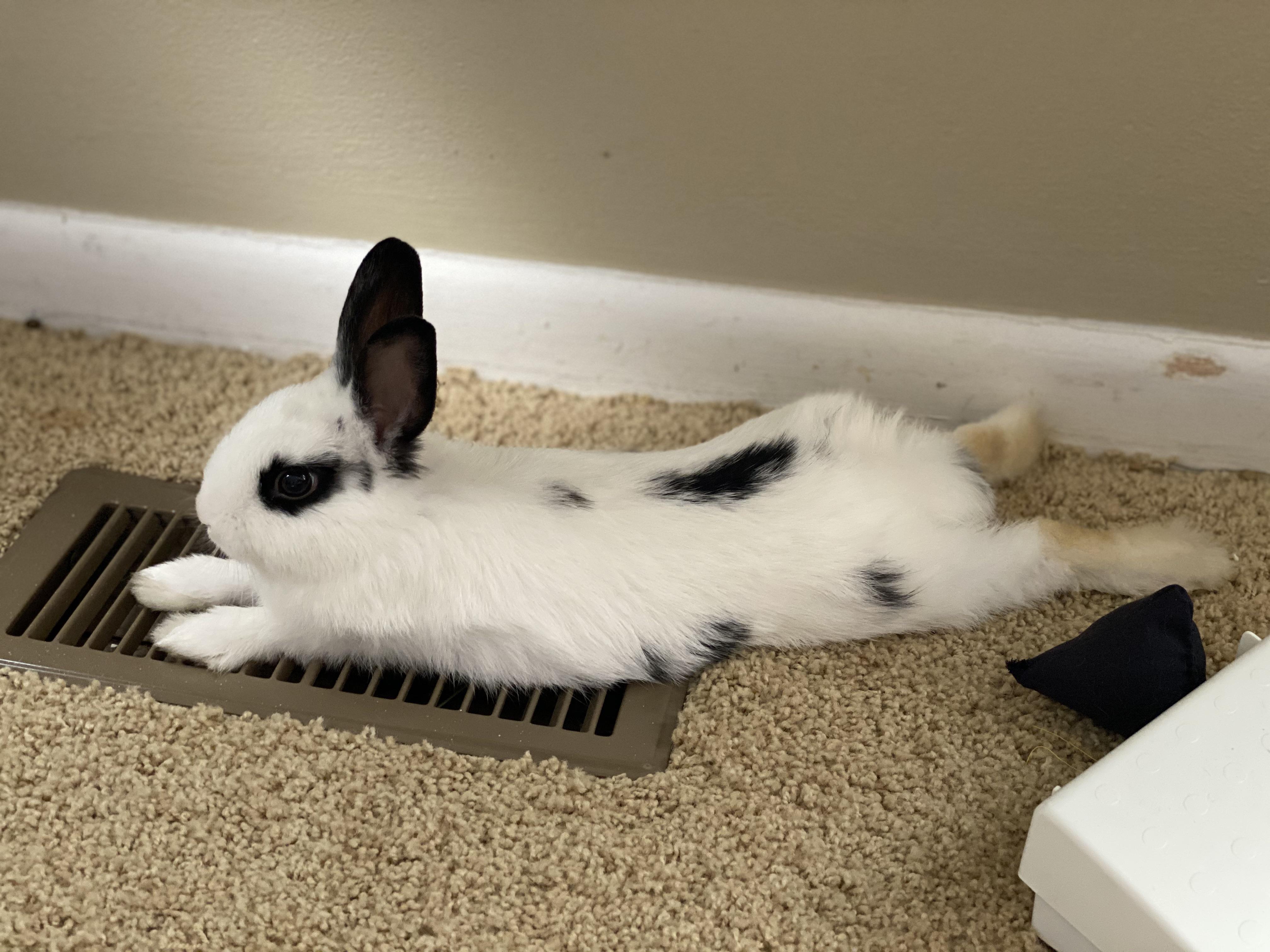 Baby’s first sploot | Scrolller