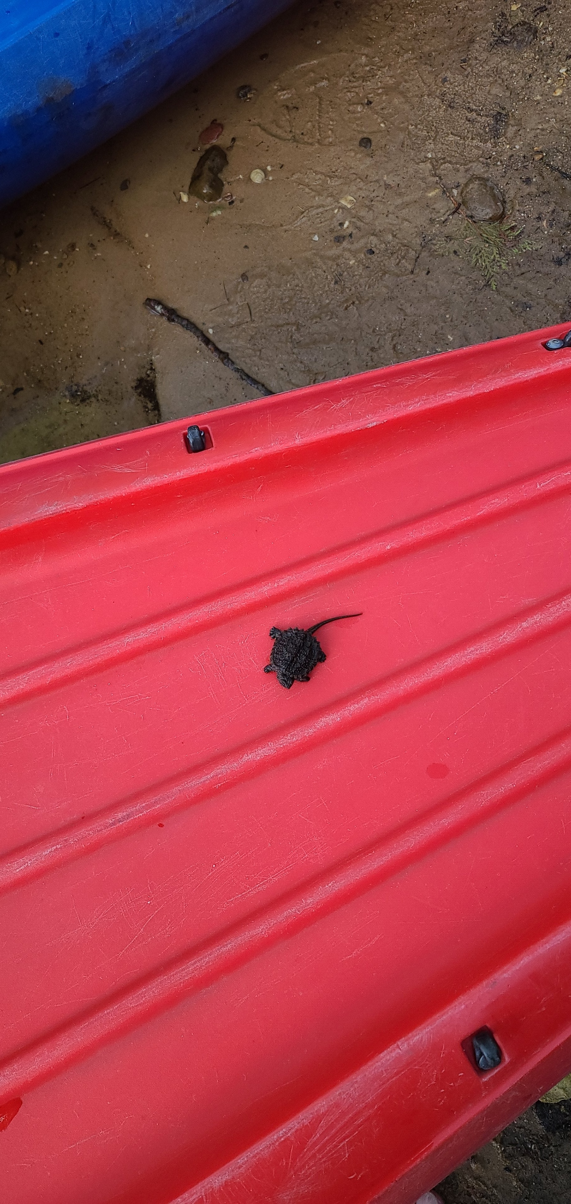 Baby snapper | Scrolller