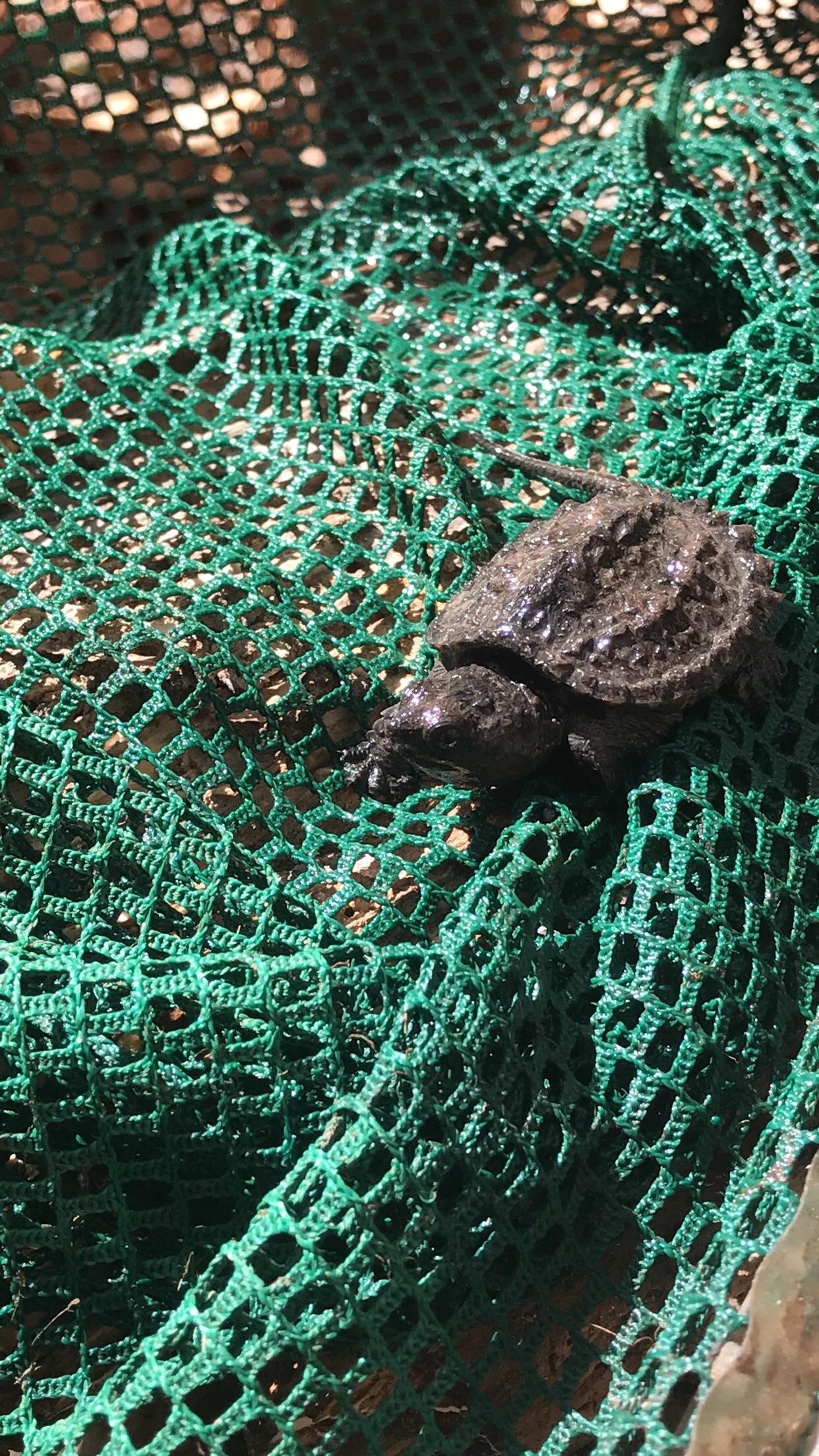 Baby snapper! | Scrolller