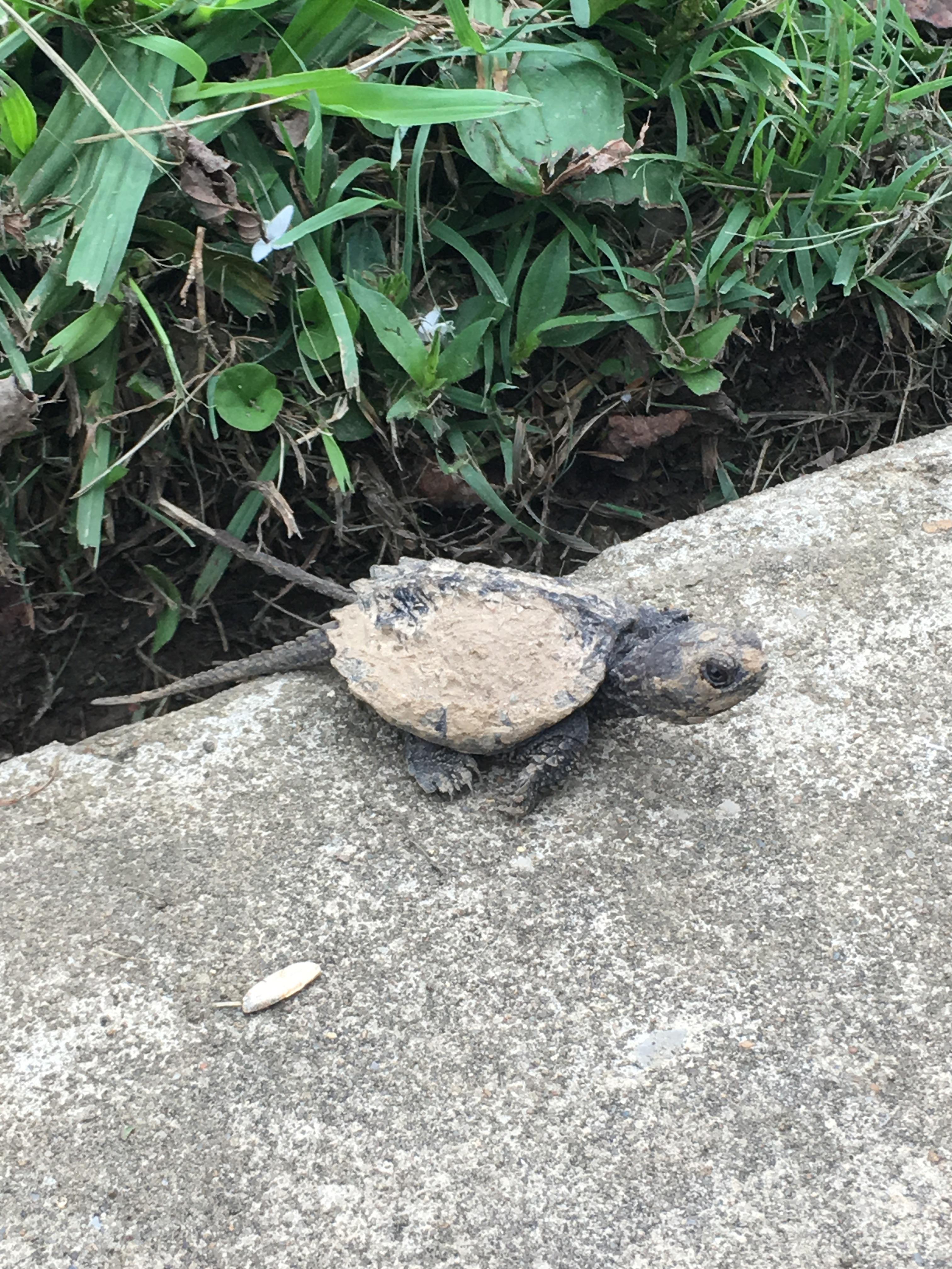 Baby Snapping Turtle on the Riverwalk | Scrolller