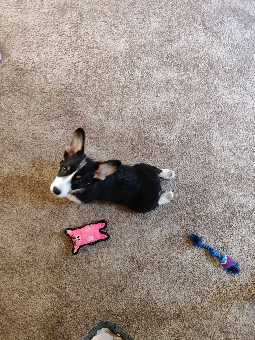 baby sploot | Scrolller