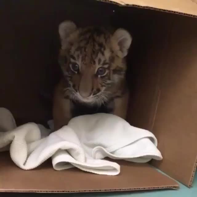 Baby tiger | Scrolller