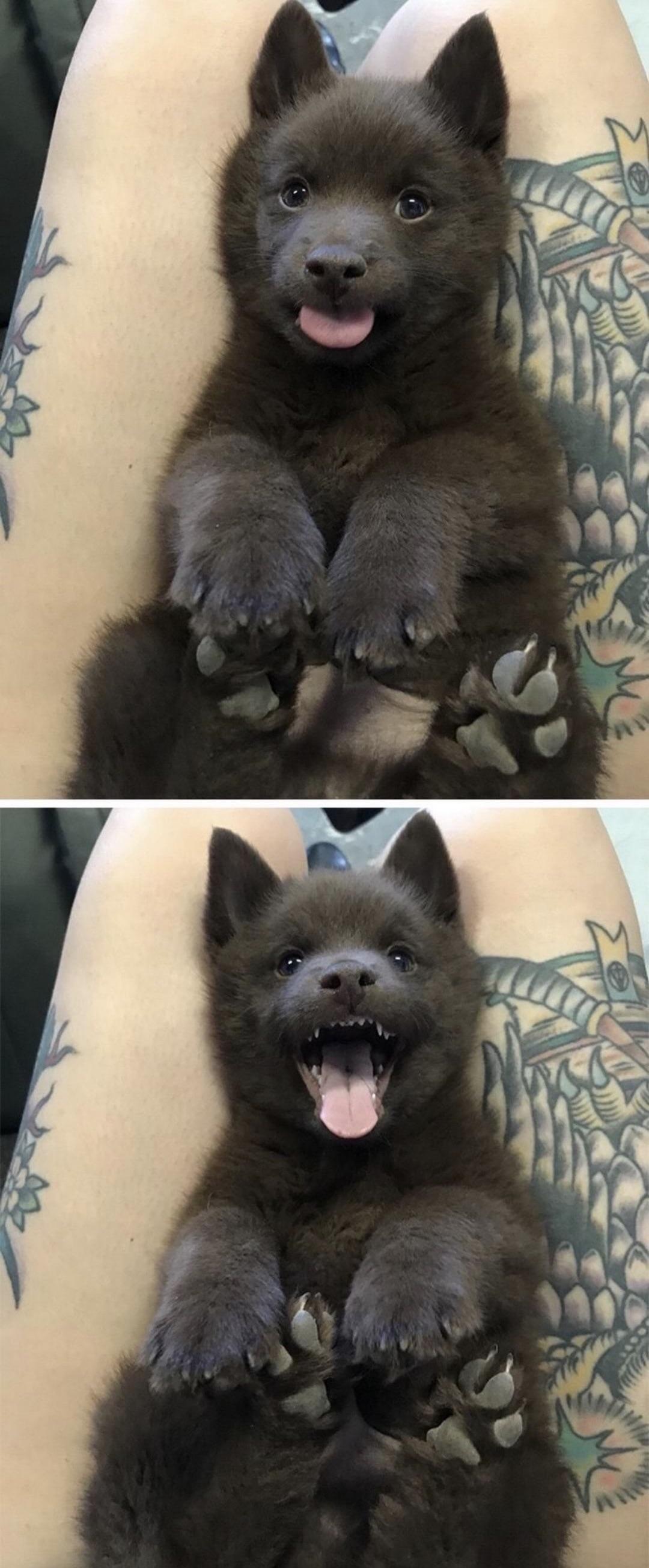 baby wolf | Scrolller