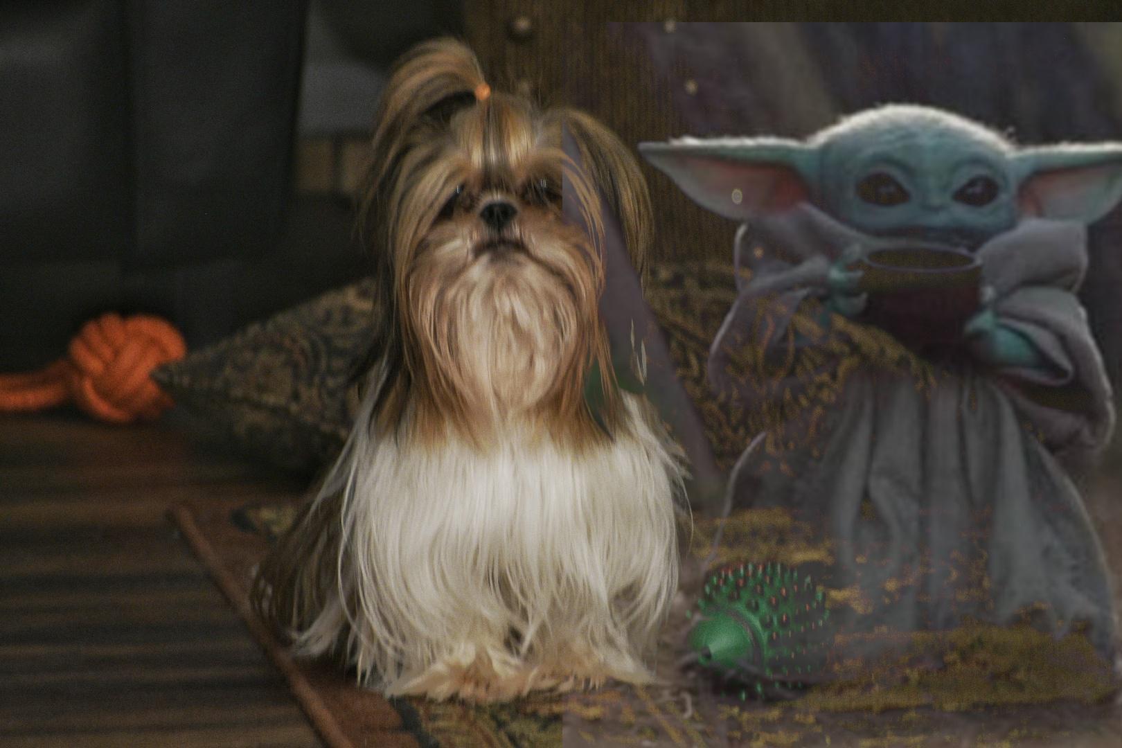 Baby Yoda and Baby Chewbacca | Scrolller