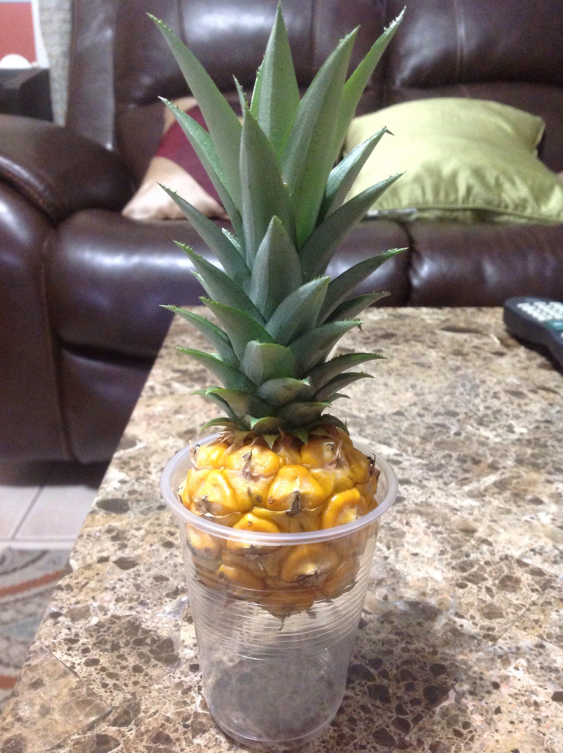 Bad day? Here, take this mini-pineapple I grew! | Scrolller