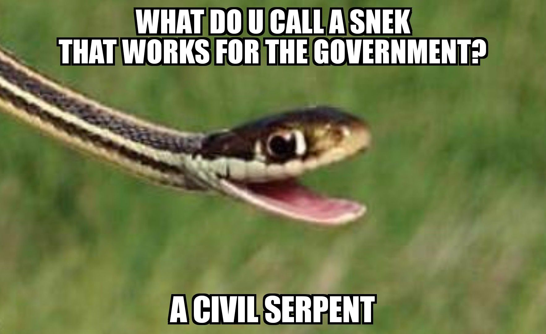 Bad Pun Snek | Scrolller