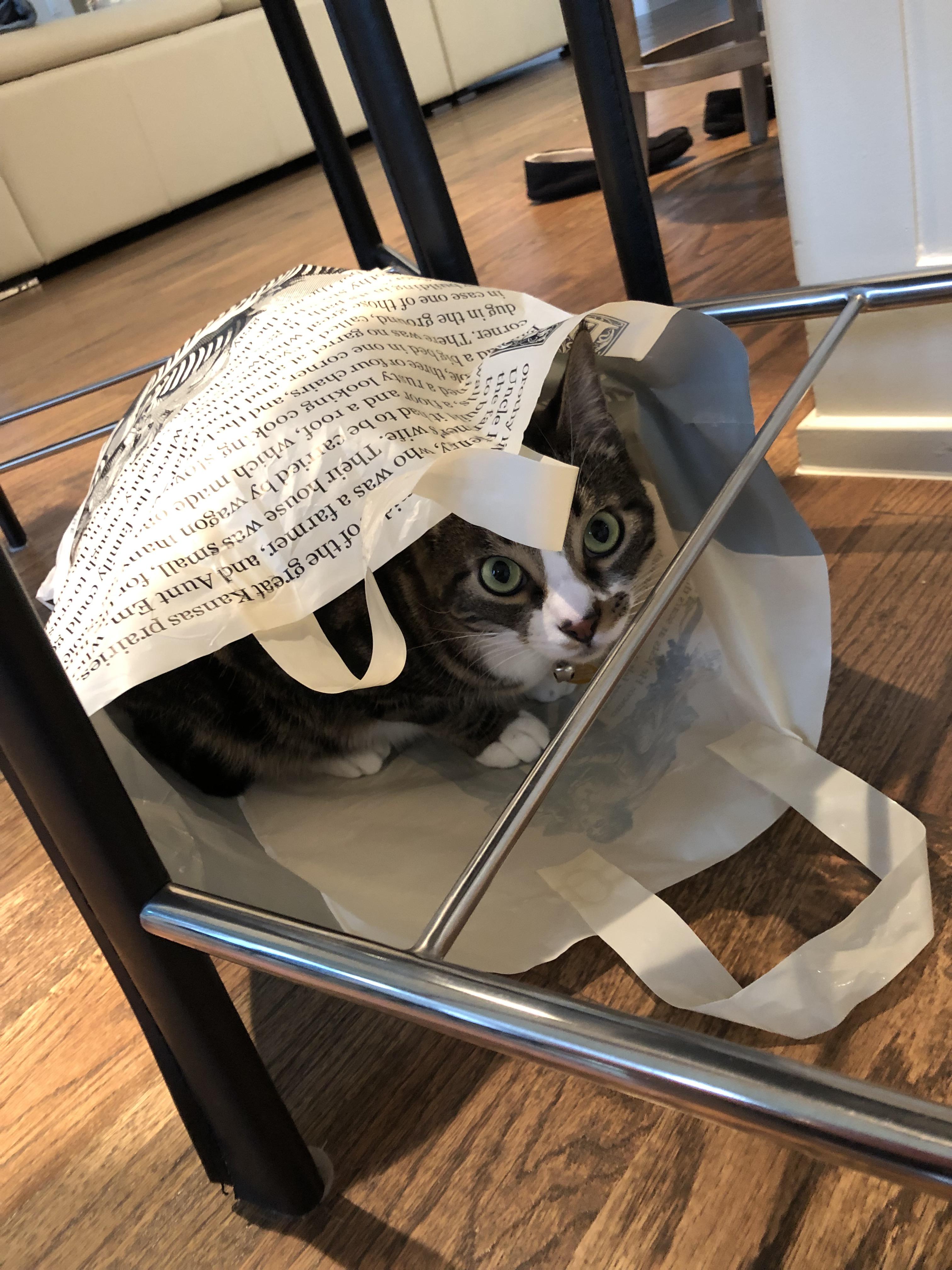 Bag Trap | Scrolller