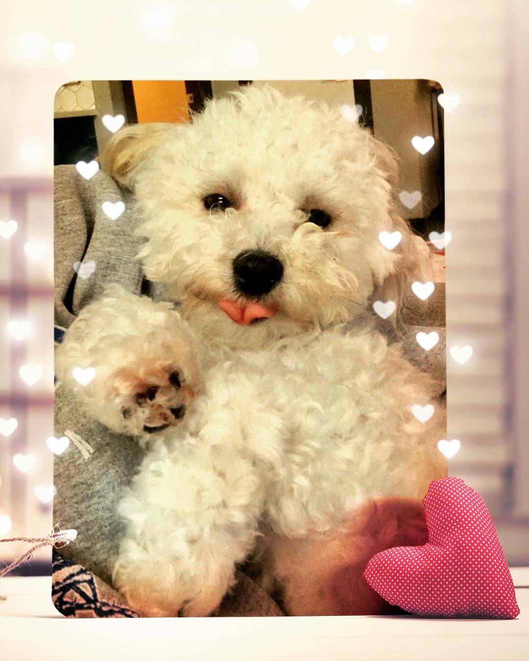 Bailey Bear loves to pose 💕 | Scrolller