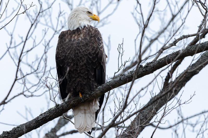 Bald Eagle, Allegheny National Forest | Scrolller