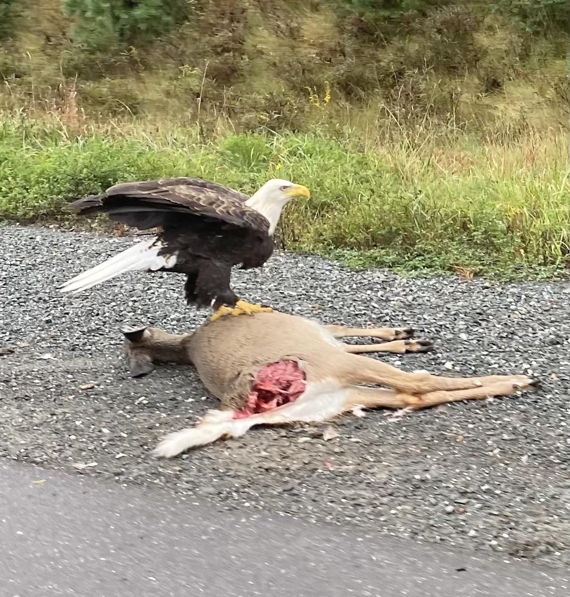 Bald Eagle and his breakfast in Spread Eagle, WI [OC] | Scrolller