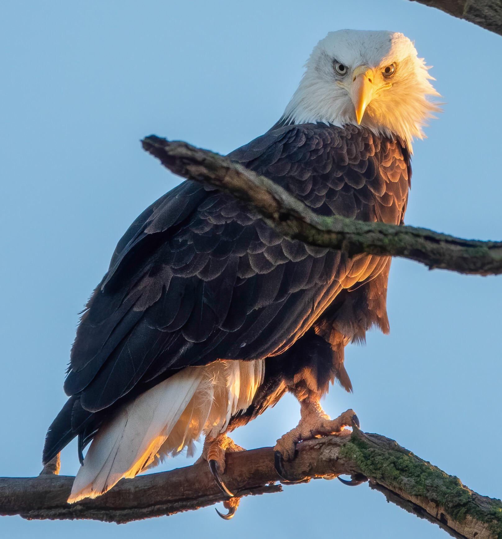 Bald eagle at Boundary Bay, BC | Scrolller