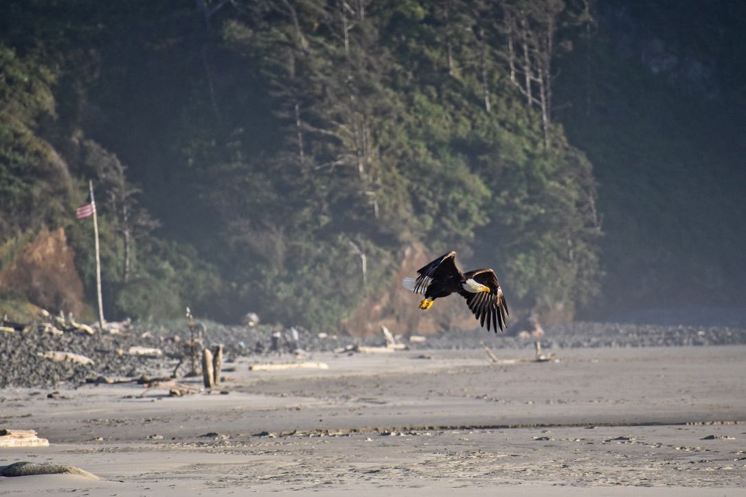 Bald Eagle in Cannon Beach | Scrolller