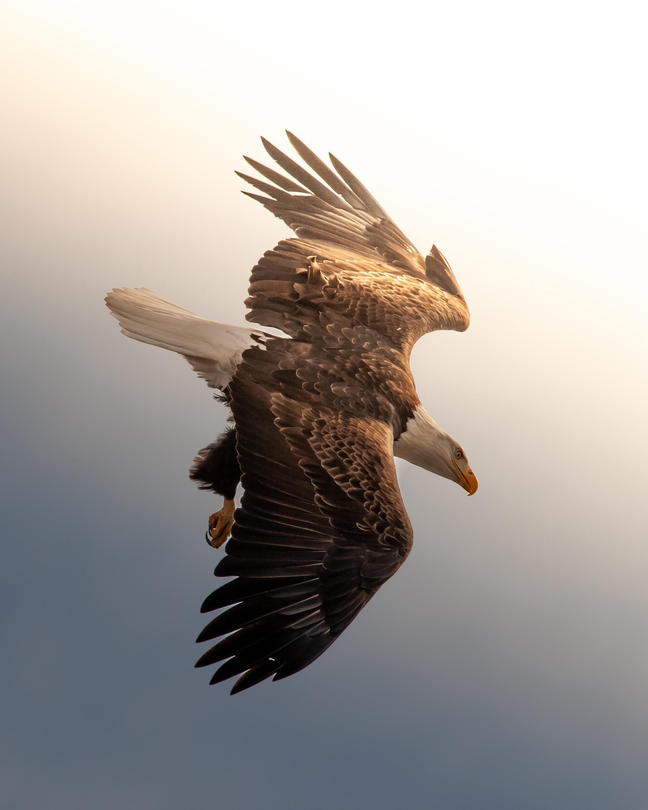 Bald eagle [OC] 2074X2592 | Scrolller